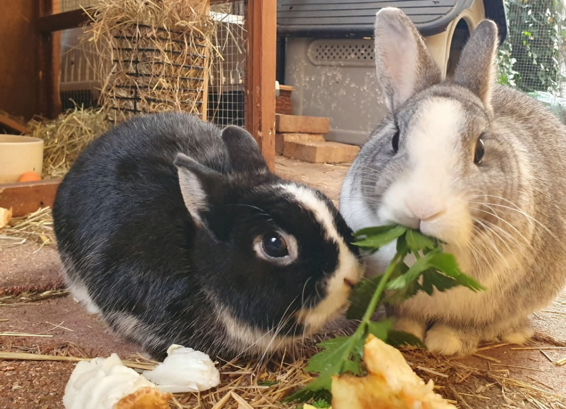 Anya - Lapin à adopter à Chamarande (91) - Animaux.fr
