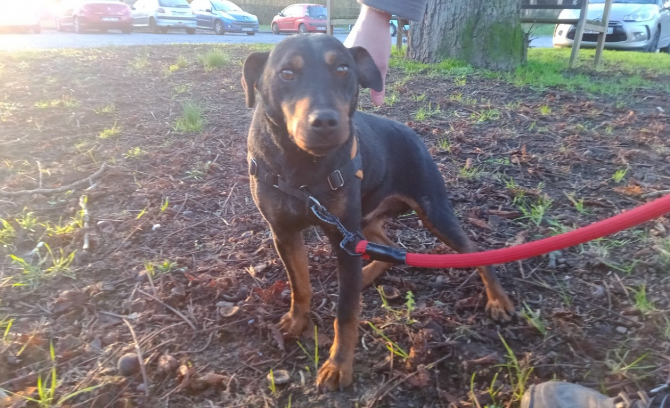 Paquito - Chien à adopter à Yvré-l’évêque (72) - Animaux.fr