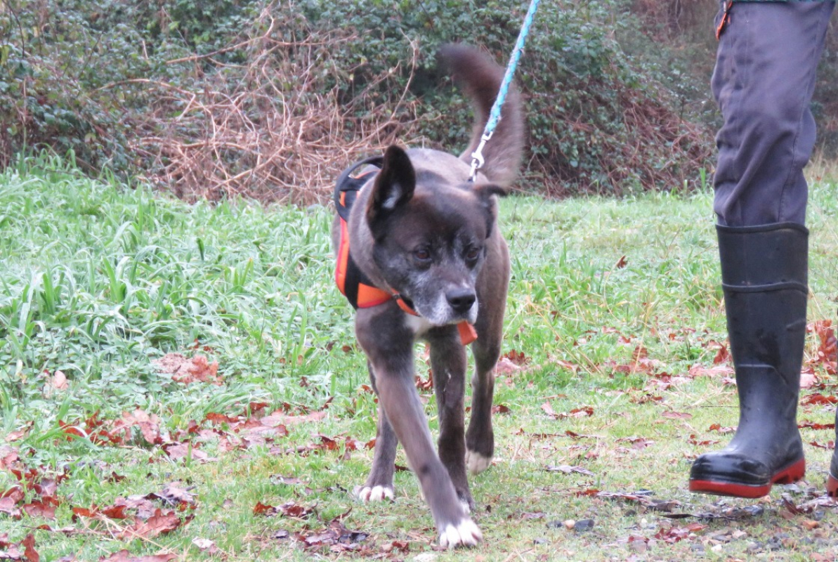 Pock - Chien à adopter à Saint-pierre Du Mont (40) - Animaux.fr
