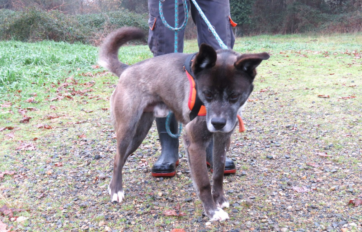 Pock - Chien à adopter à Saint-pierre Du Mont (40) - Animaux.fr