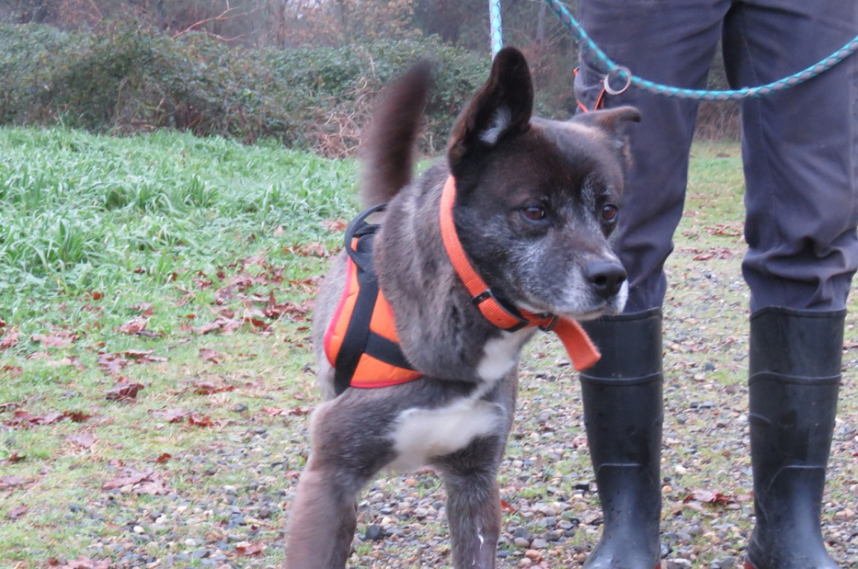 Pock - Chien à adopter à Saint-pierre Du Mont (40) - Animaux.fr