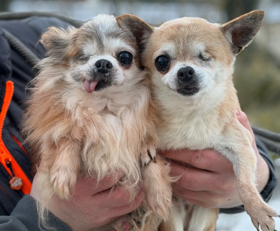 Lawson - Chihuahua à adopter à Compiègne (60) - Animaux.fr