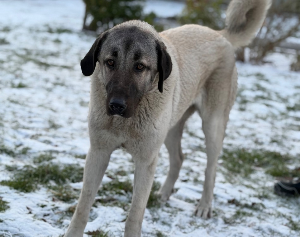 Alaz - Berger d'Anatolie à adopter à Compiègne (60) - Animaux.fr