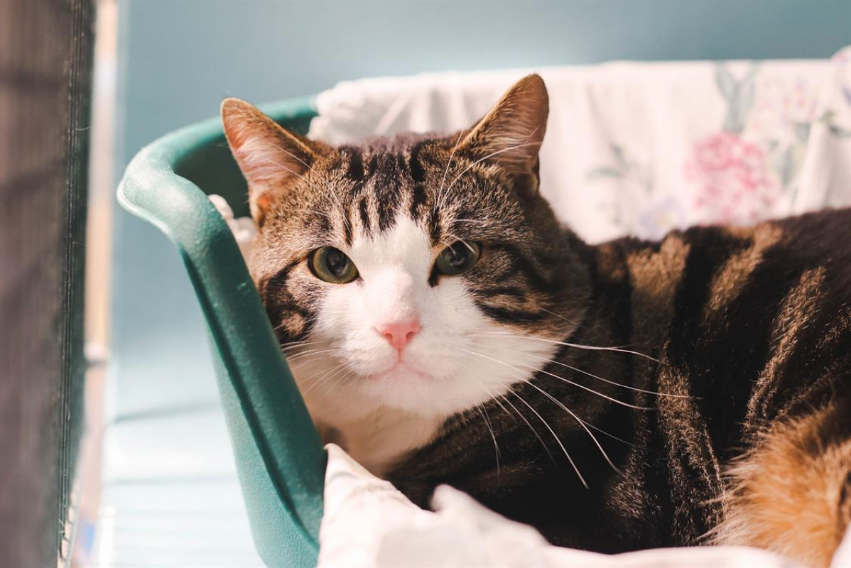 Minou saphir - Européen à adopter à Gennevilliers (92) - Animaux.fr
