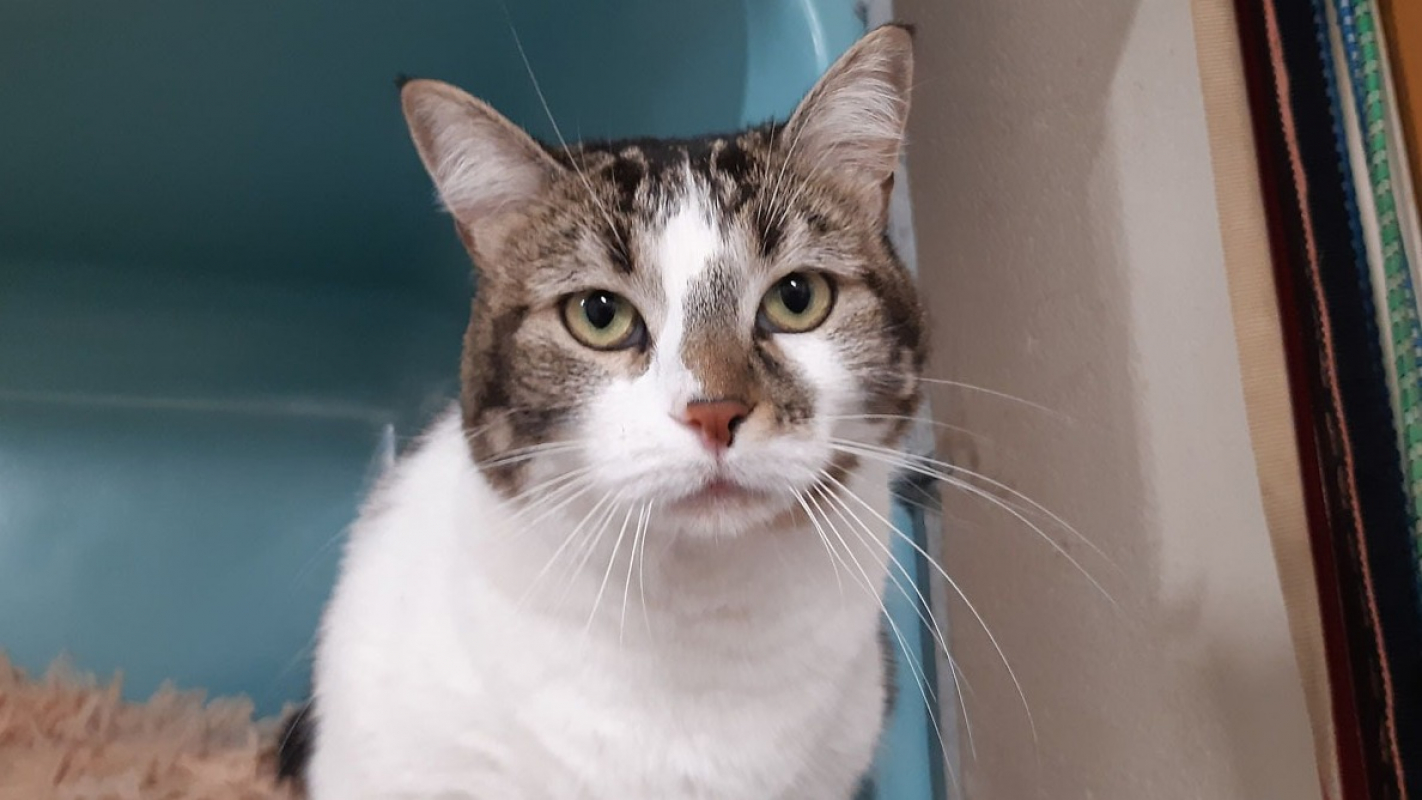 Nobara - Européen à adopter à Millau (12) - Animaux.fr