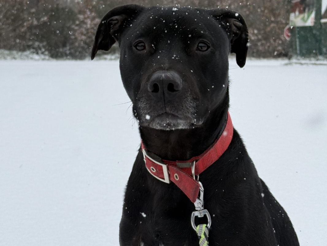 Raptor - Chien à adopter à Brugheas (03) - Animaux.fr