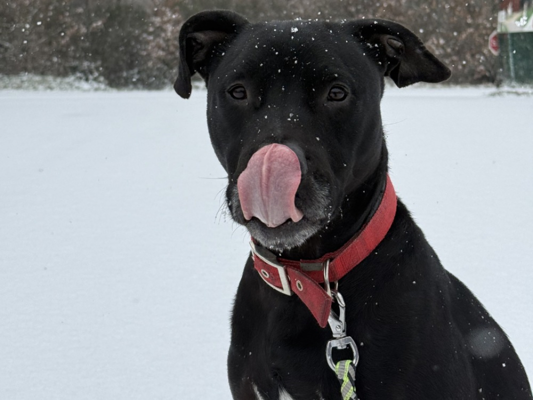 Raptor - Chien à adopter à Brugheas (03) - Animaux.fr