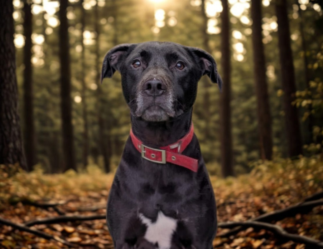 Raptor - Chien à adopter à Brugheas (03) - Animaux.fr