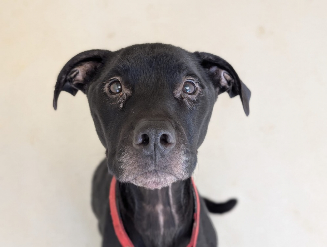 Raptor - Chien à adopter à Brugheas (03) - Animaux.fr