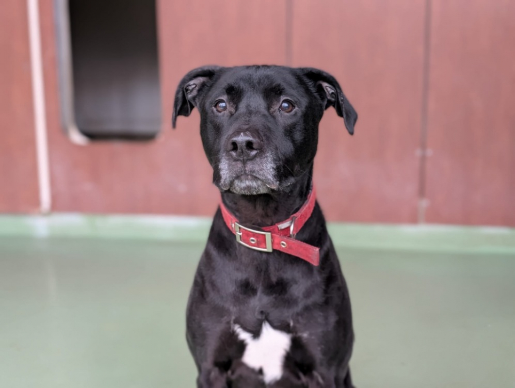 Raptor - Chien à adopter à Brugheas (03) - Animaux.fr