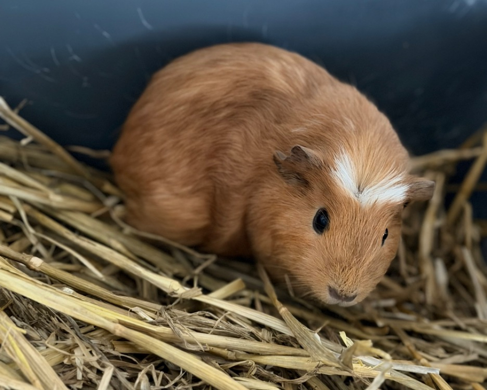 Perle - Cobaye à adopter à Compiègne (60) - Animaux.fr