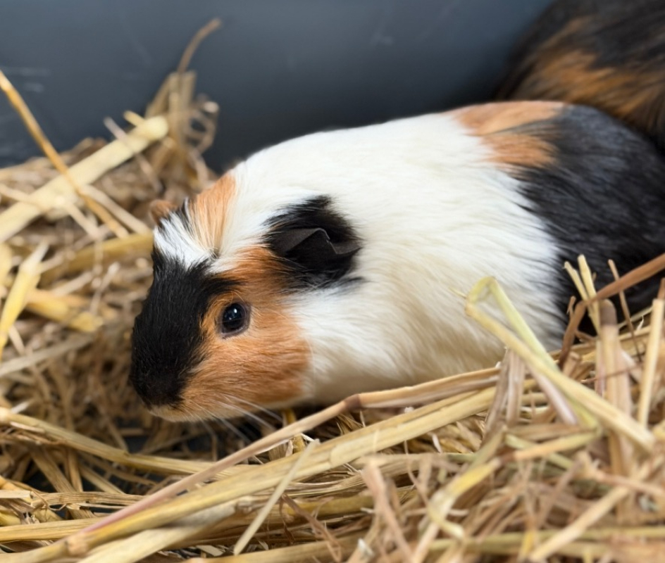 Noisette - Cobaye à adopter à Compiègne (60) - Animaux.fr