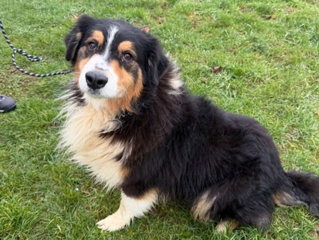 Zeus - Chien à adopter à Poulainville (80) - Animaux.fr