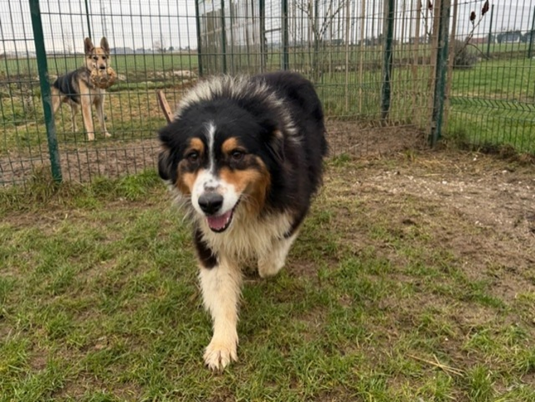 Zeus - Chien à adopter à Poulainville (80) - Animaux.fr