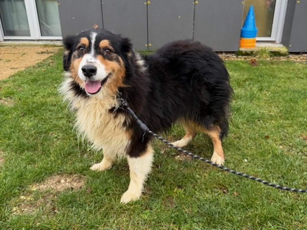 Zeus - Chien à adopter à Poulainville (80) - Animaux.fr