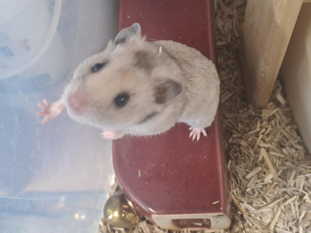 Marni - Hamster à adopter à Cholet (49) - Animaux.fr
