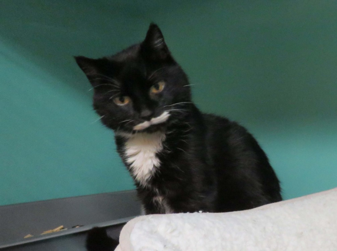 Chantilly - Européen à adopter à Sainte-marie De Redon (35) - Animaux.fr