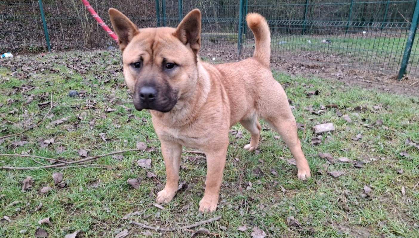 Fantine - Chow Chow à adopter à Tilloy-les-mofflaines (62) - Animaux.fr