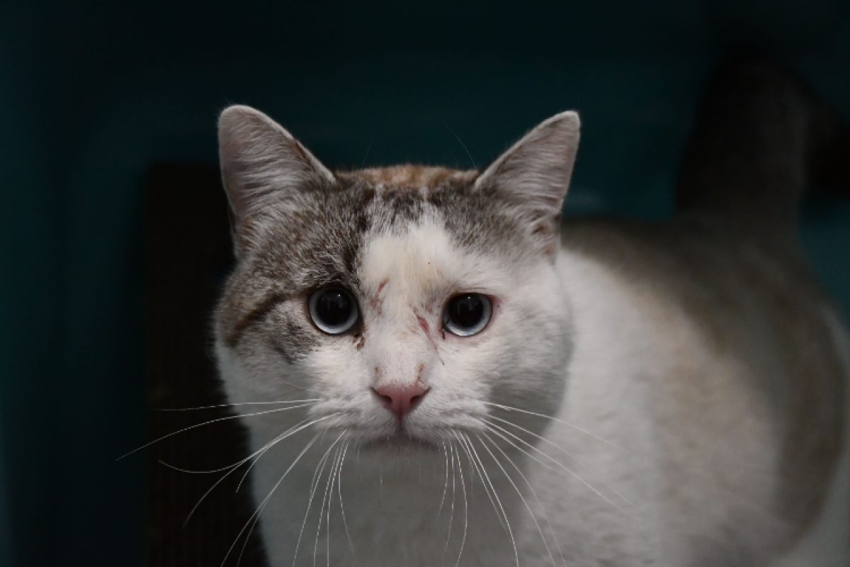 Pixel - Européen à adopter à Perpignan (66) - Animaux.fr