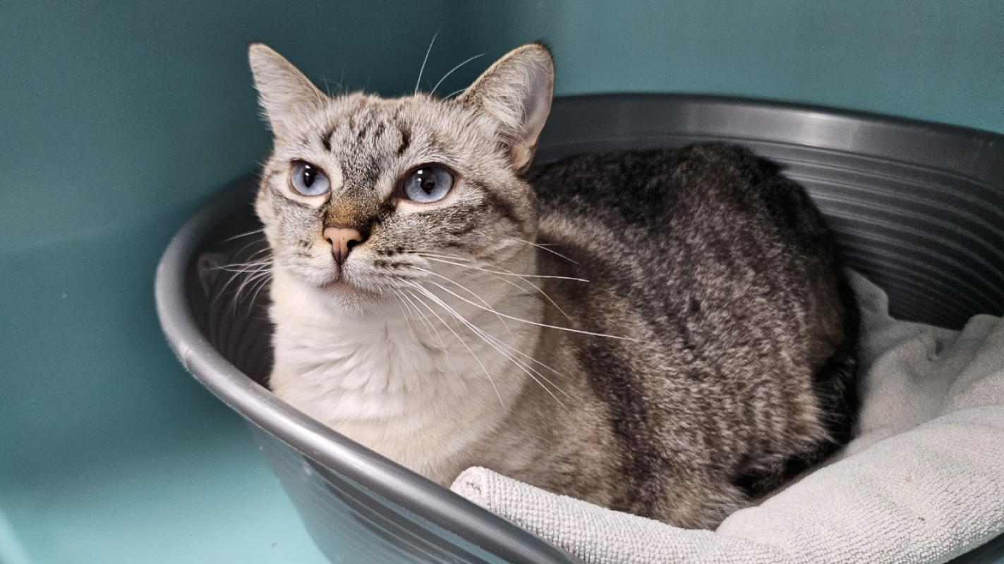 Tsukiko - Européen à adopter à Vaux-le-pénil (77) - Animaux.fr