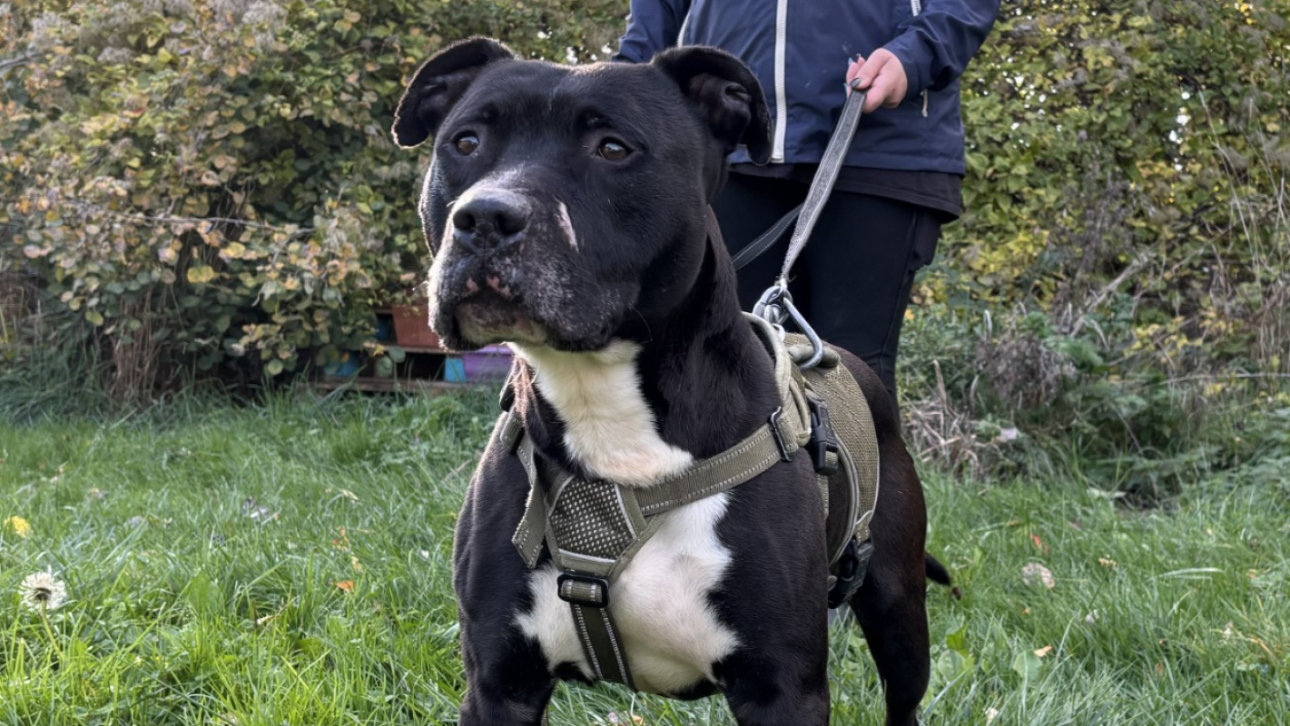 Sossa vaa - Bouledogue Américain à adopter à Vaux-le-pénil (77 ...