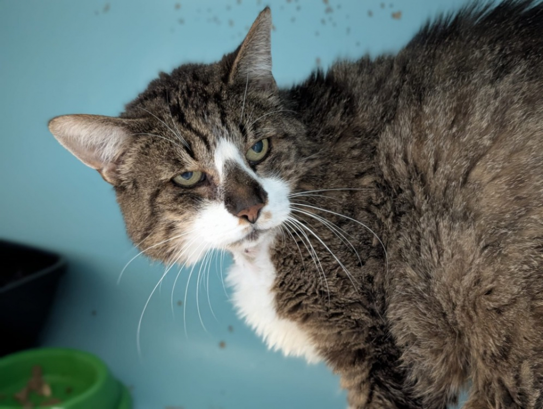 DjedaÏ - Européen à adopter à Brugheas (03) - Animaux.fr