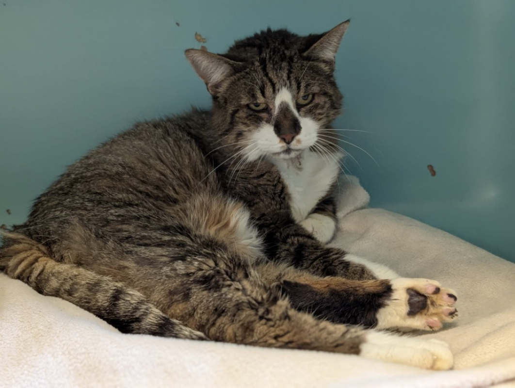 DjedaÏ - Européen à adopter à Brugheas (03) - Animaux.fr