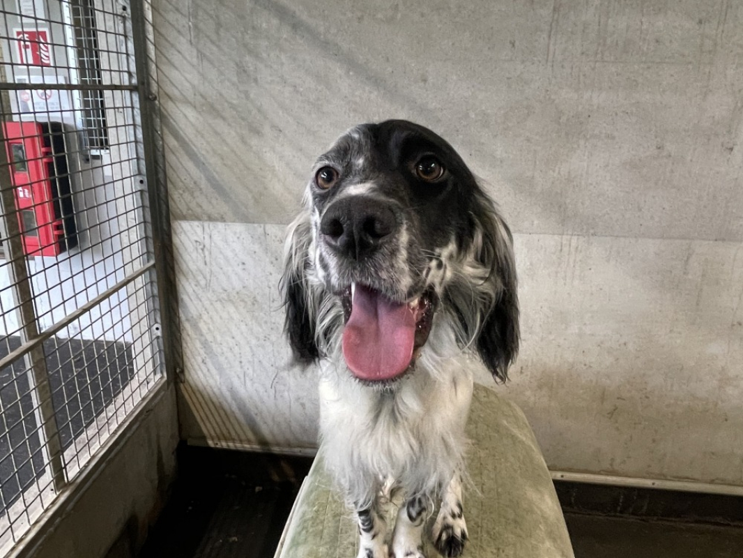 Katla - Setter Anglais à adopter à Rennes (35) - Animaux.fr
