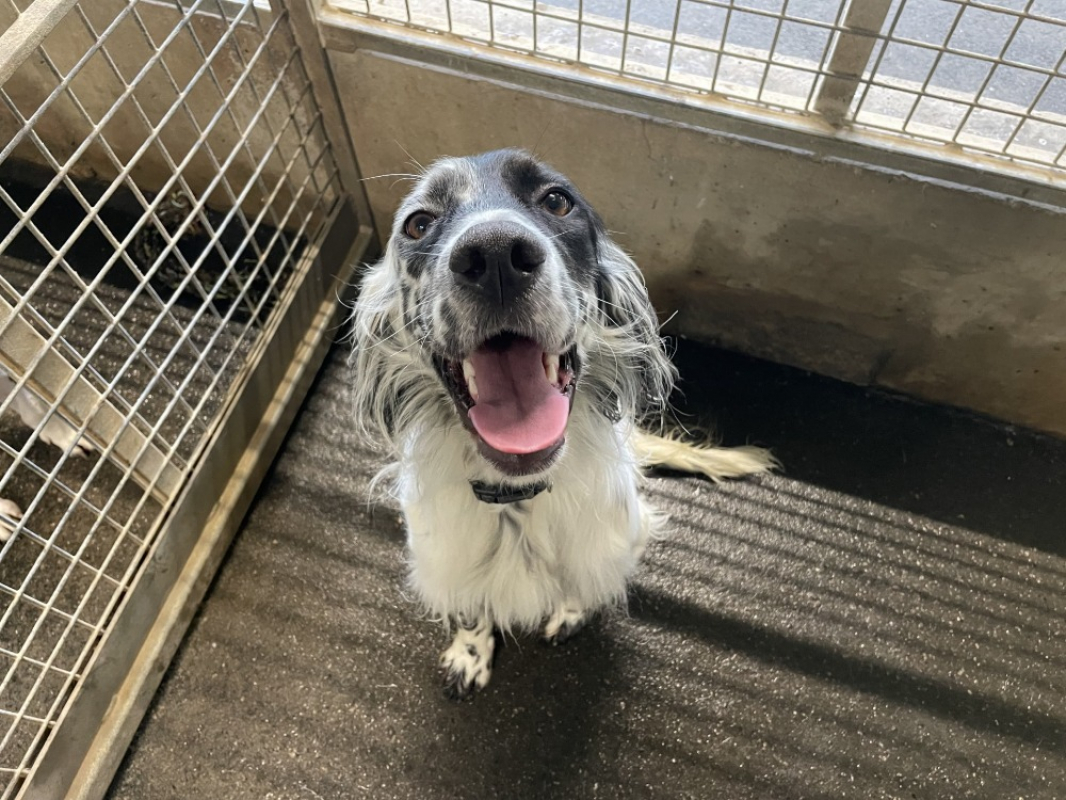 Katla - Setter Anglais à adopter à Rennes (35) - Animaux.fr