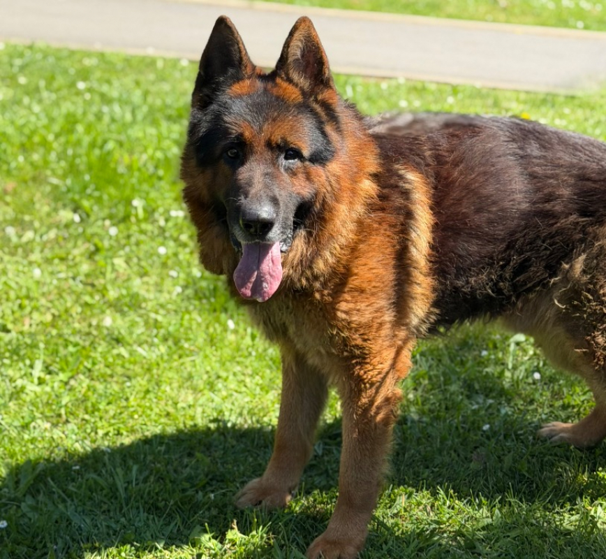 Pablo - Berger Allemand à adopter à Compiègne (60) - Animaux.fr