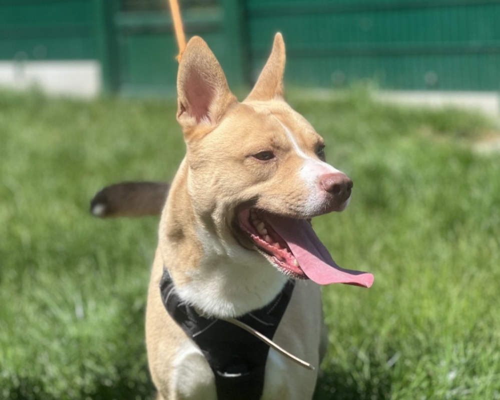 Aaron - Berger à adopter à Gennevilliers (92) - Animaux.fr