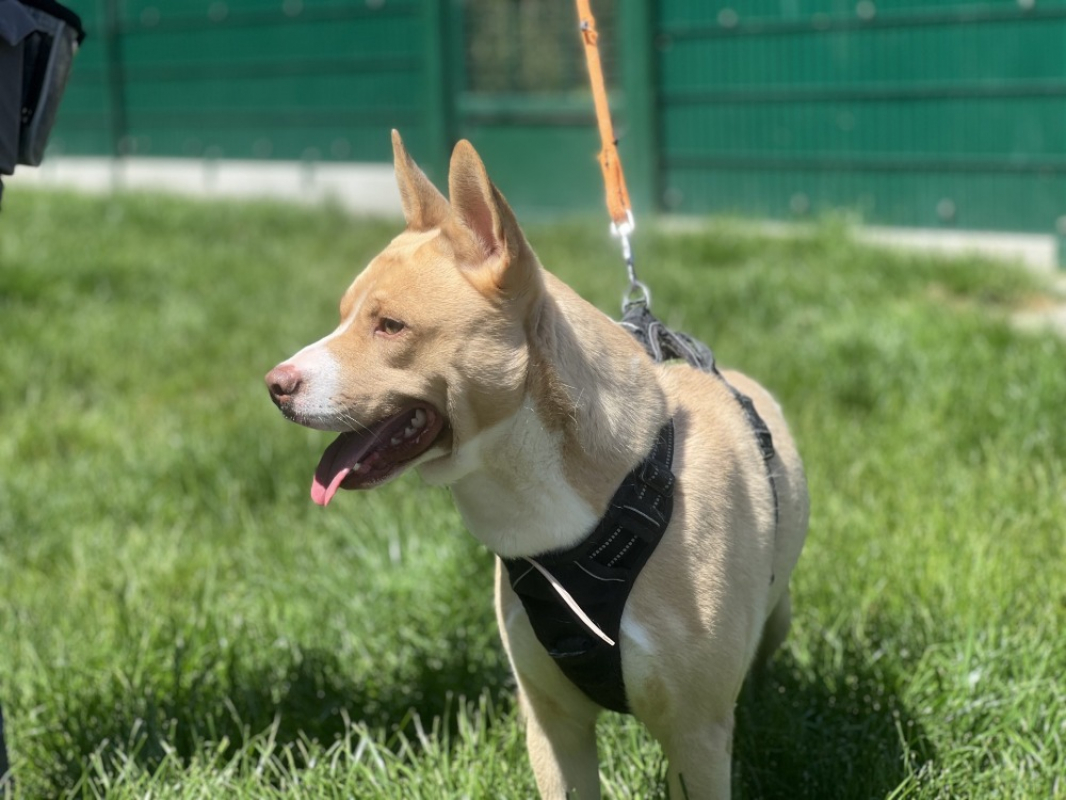 Aaron - Berger à adopter à Gennevilliers (92) - Animaux.fr