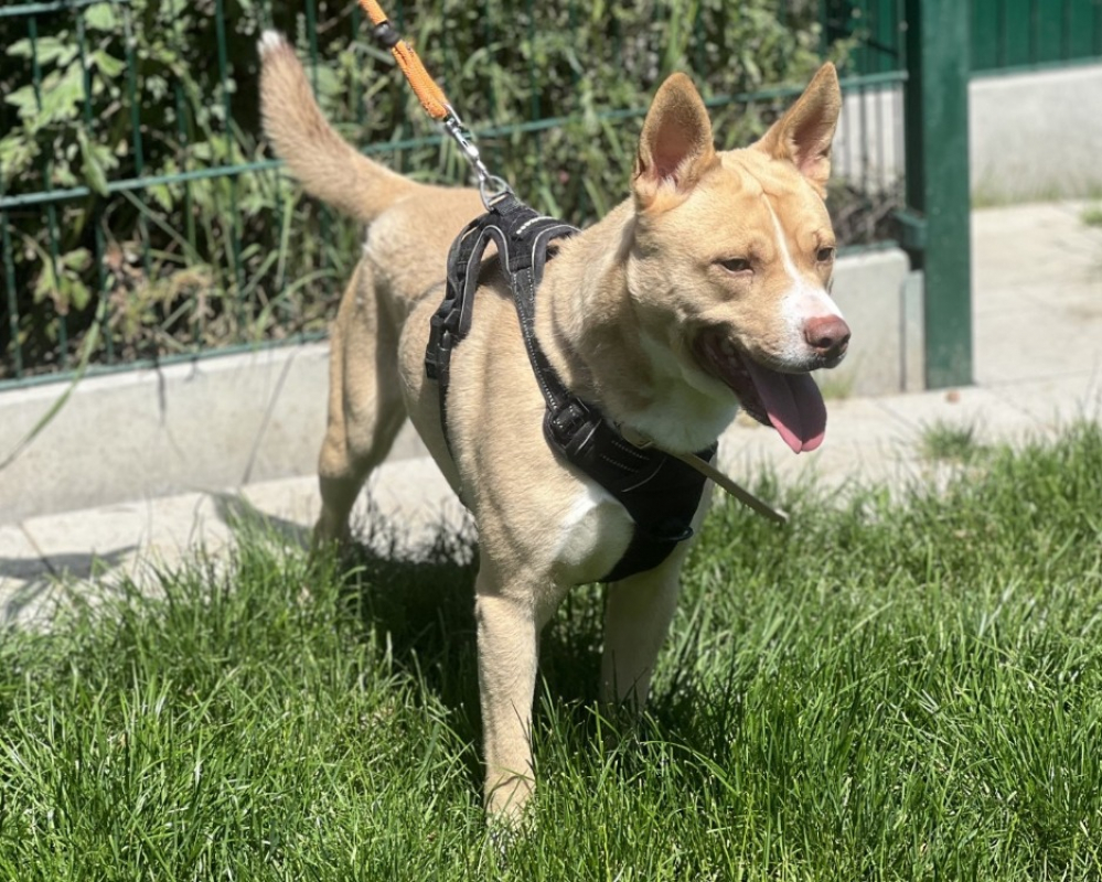 Aaron - Berger à adopter à Gennevilliers (92) - Animaux.fr