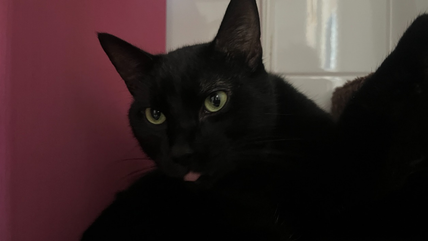 Banjo - Européen à adopter à Les Sables-d'Olonne (85) - Animaux.fr