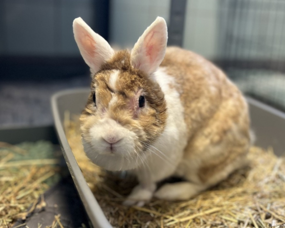 Snack - Lapin à adopter à Gennevilliers (92) - Animaux.fr