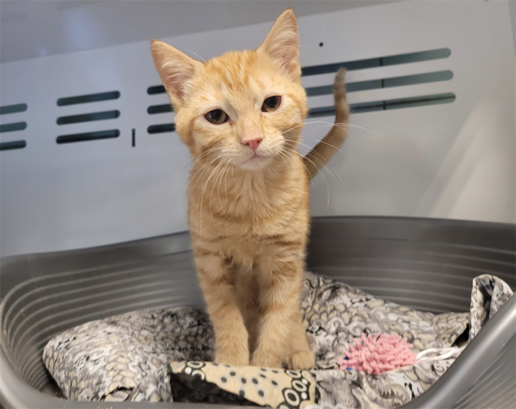 Freddie - Européen à adopter à Gennevilliers (92) - Animaux.fr
