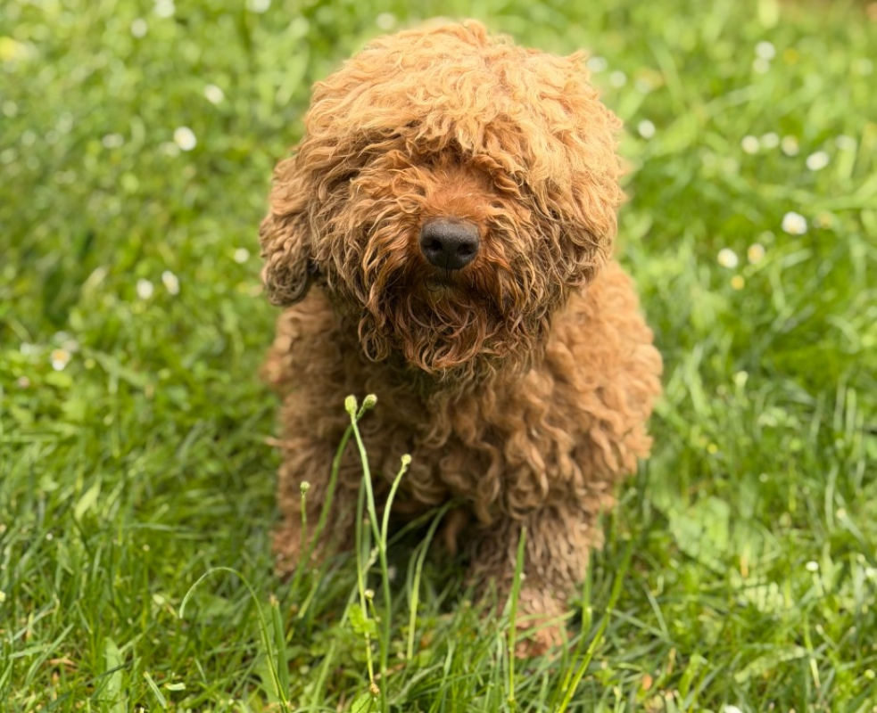 Jasmine - Chien à adopter à Compiègne (60) - Animaux.fr