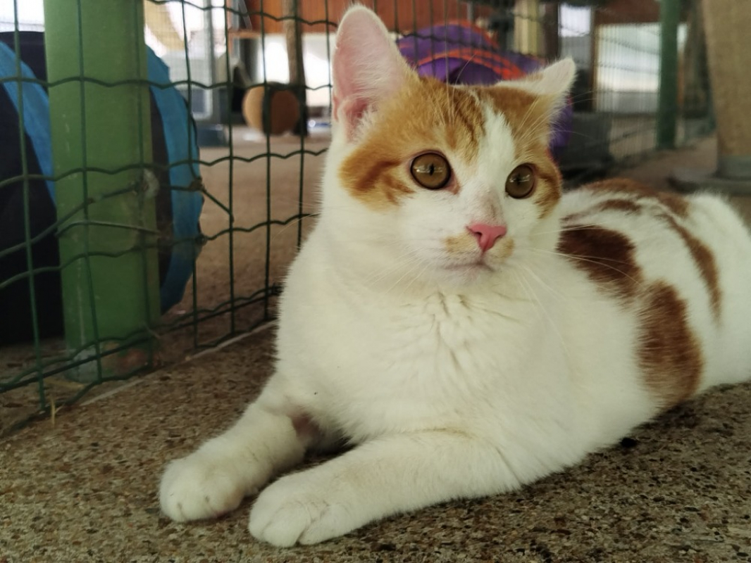 Eclipse - Européen à adopter à Luynes (37) - Animaux.fr