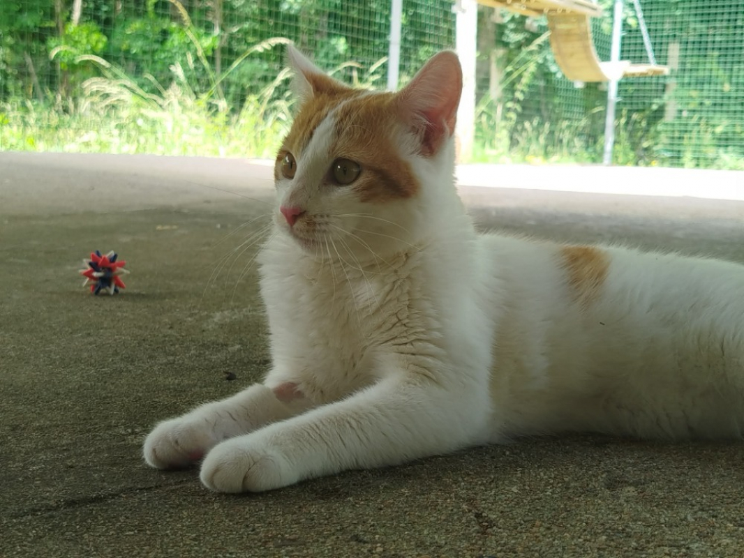 Eclipse - Européen à adopter à Luynes (37) - Animaux.fr