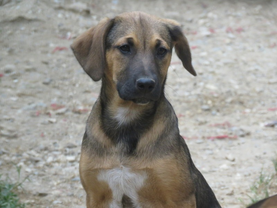 Pichu - Chien à adopter à Mirepoix (09) - Animaux.fr