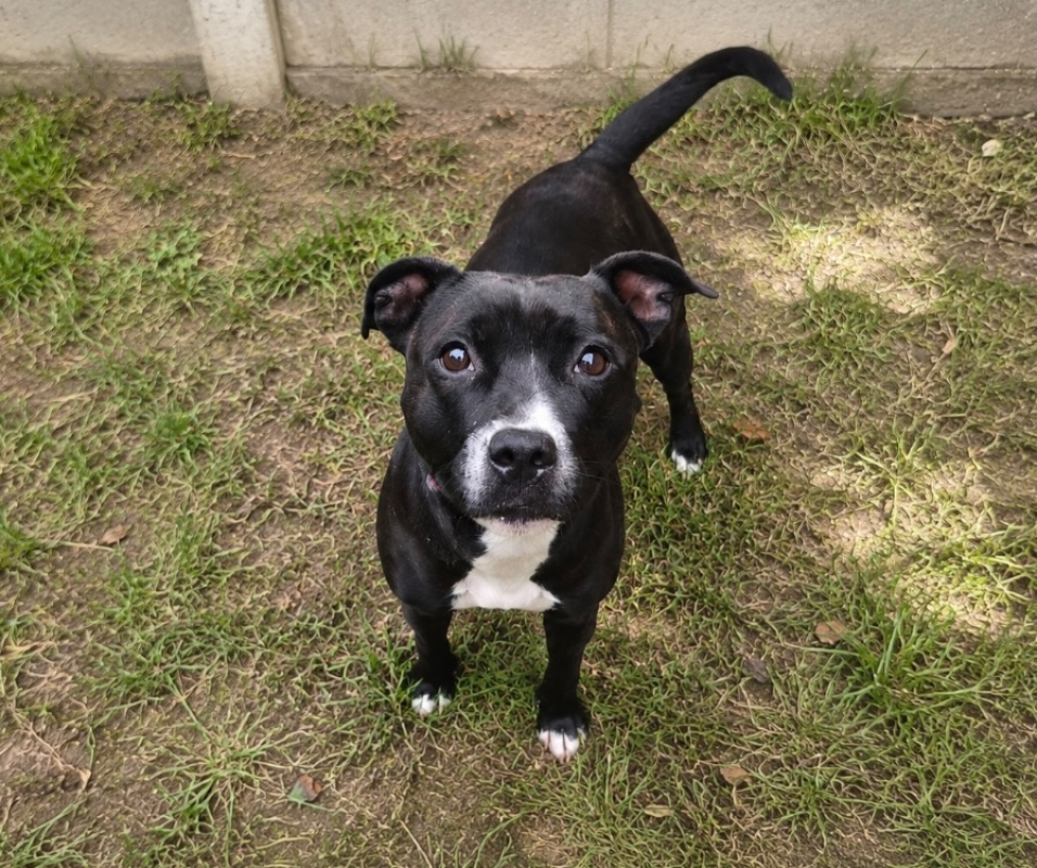 Shaka - Staffordshire Bull Terrier à adopter à Compiègne (60) - Animaux.fr