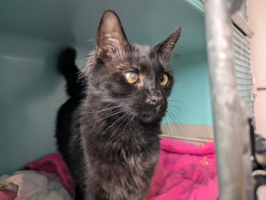Zorro - Européen à adopter à Tourcoing (59) - Animaux.fr