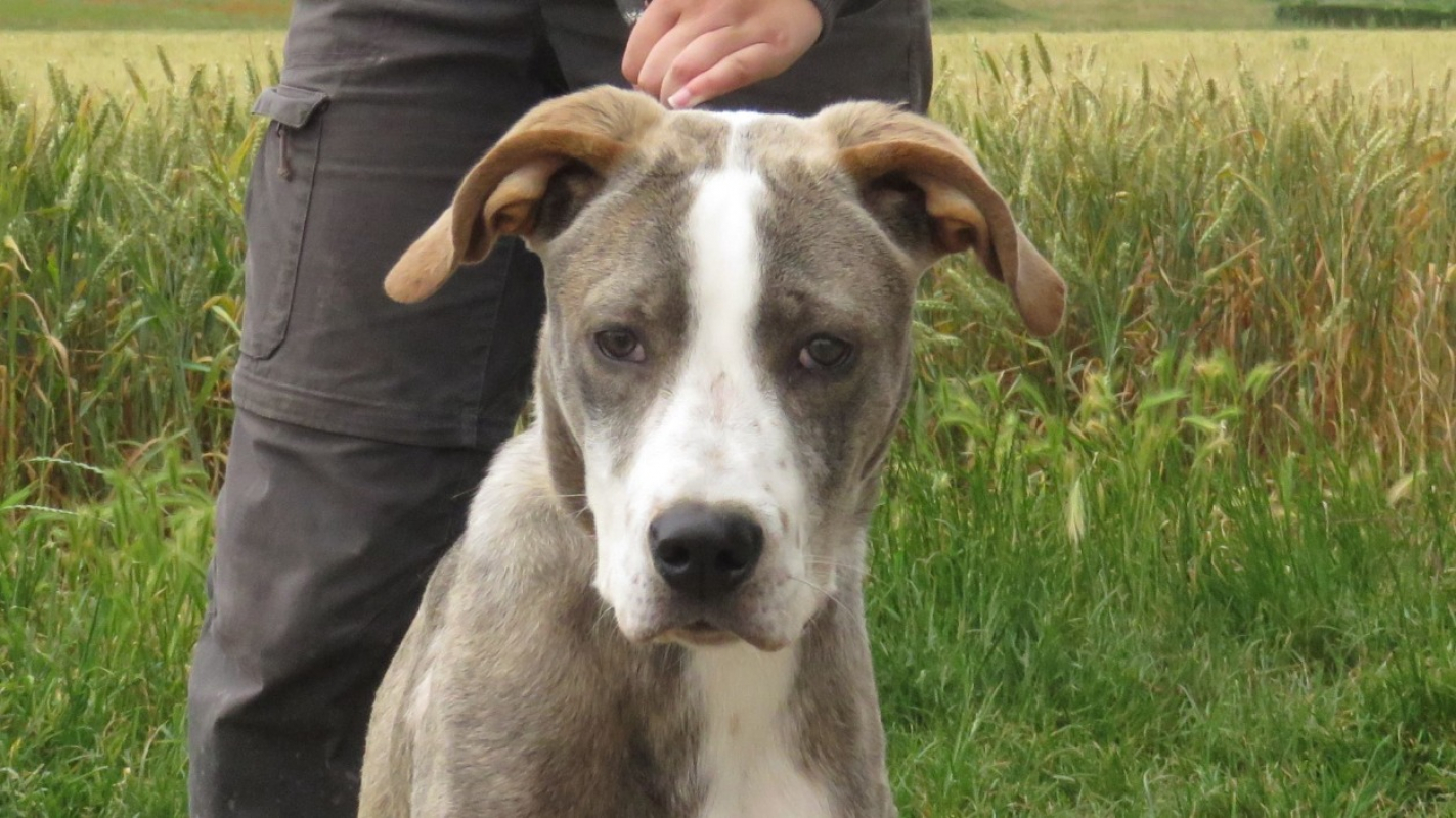Ranger - Chien à adopter à Chilleurs-aux-Bois (45) - Animaux.fr