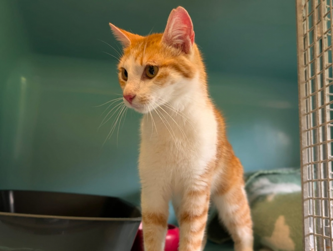 Corn flakes - Européen à adopter à Brugheas (03) - Animaux.fr