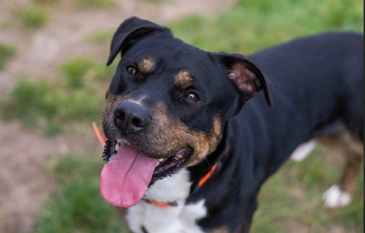 Oreo - Chien à adopter à Vannes (56) - Animaux.fr