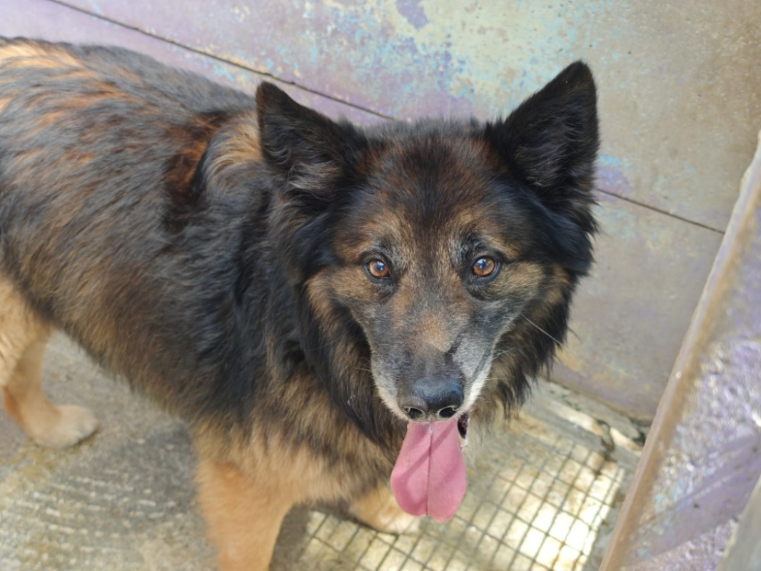 Ugg - Berger Belge Malinois à adopter à Vannes (56) - Animaux.fr