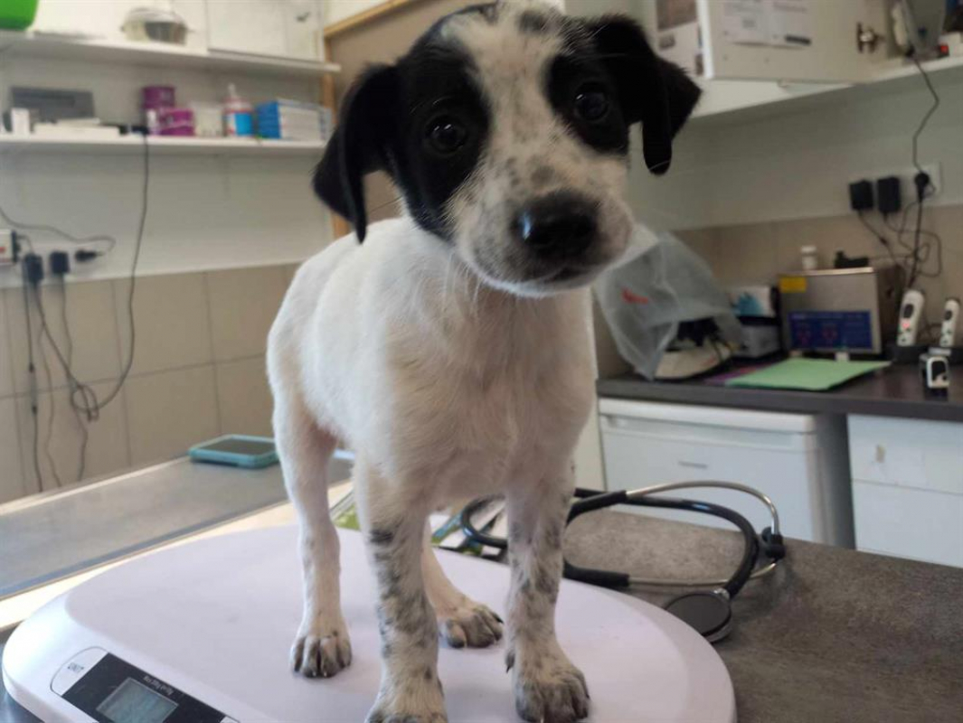 Marsu - Chien à adopter à Quimper (29) - Animaux.fr