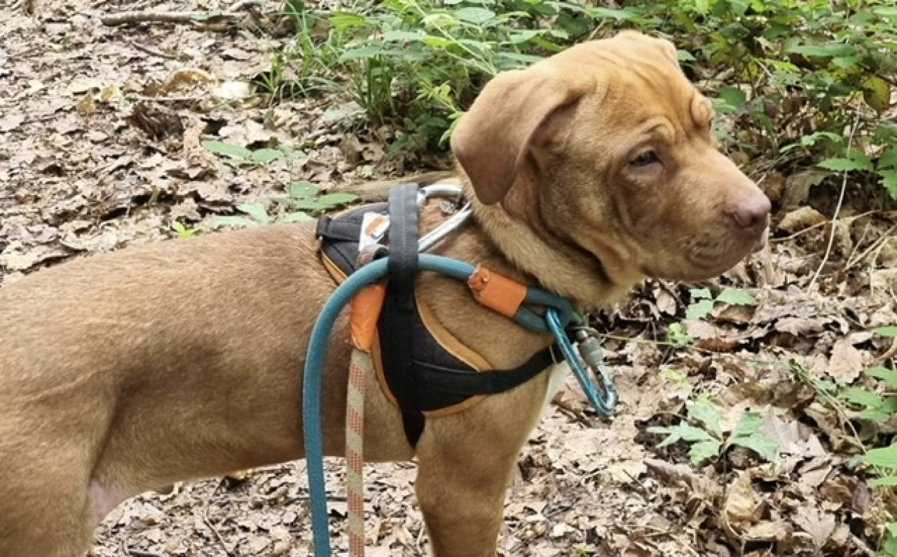 Pixel - Chien à adopter à Plaisir (78) - Animaux.fr