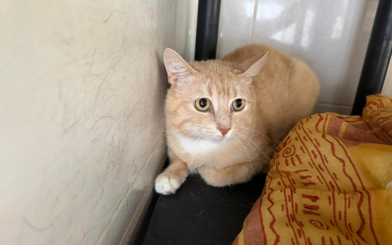 Pascal - Européen à adopter à Tilloy-lès-Mofflaines (62) - Animaux.fr