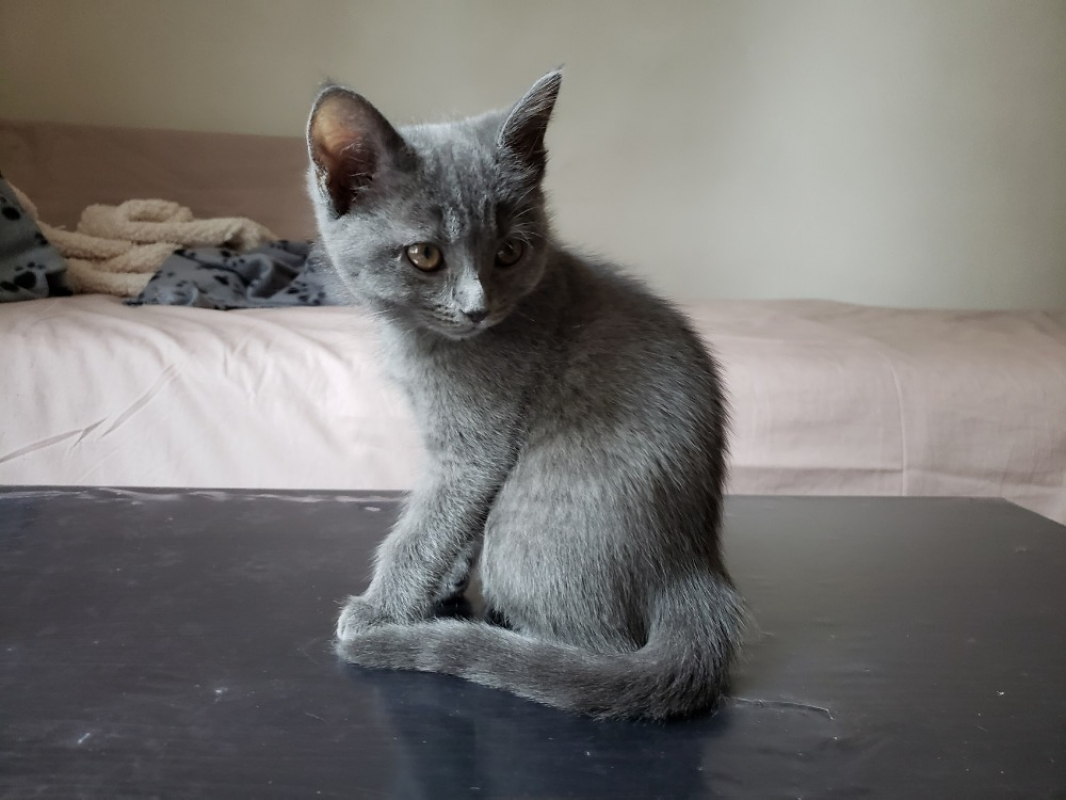 Brooklyn - Européen à adopter à Plaisir (78) - Animaux.fr